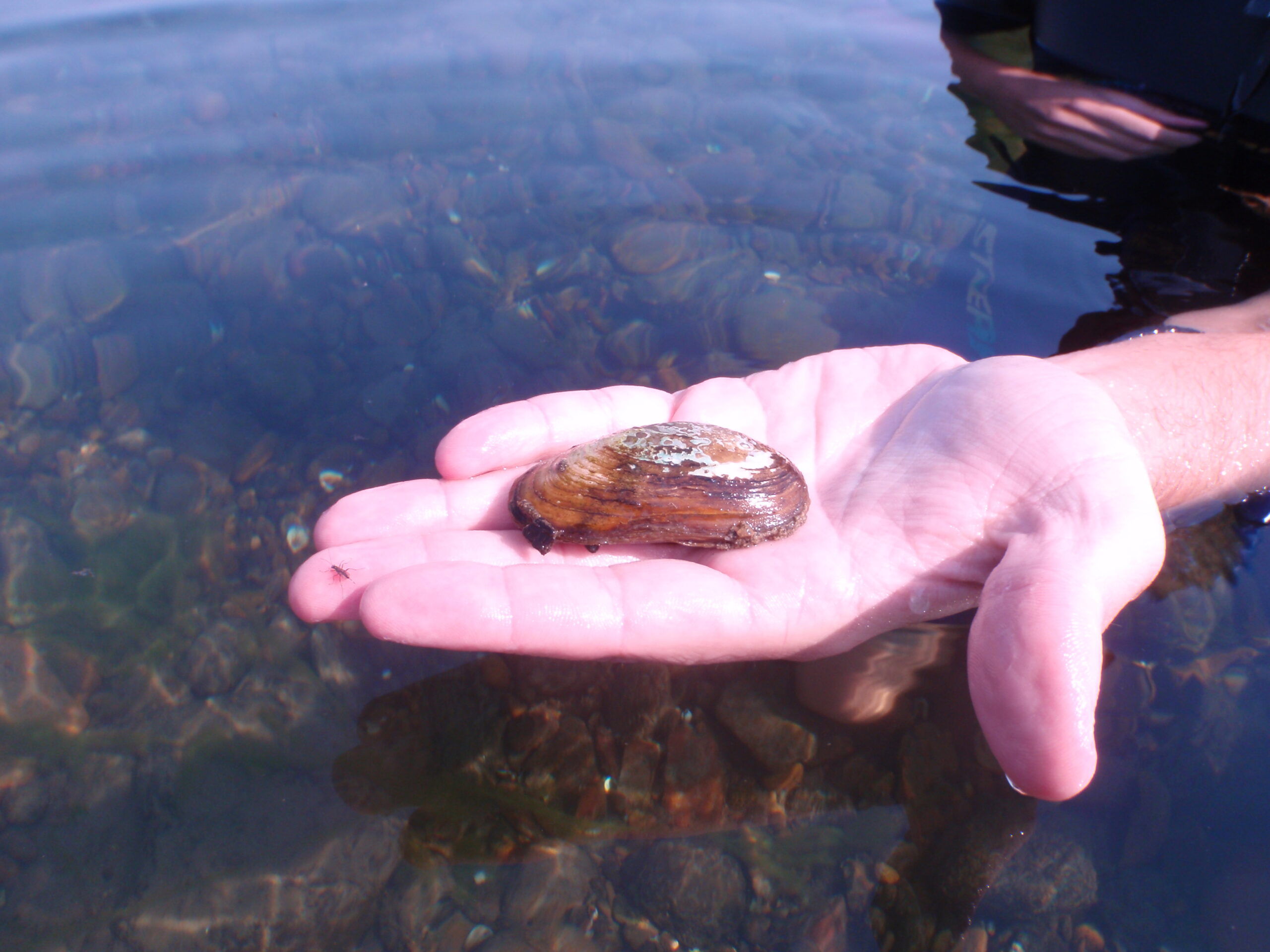 Native Freshwater Mussels - Environmental Assessment Services