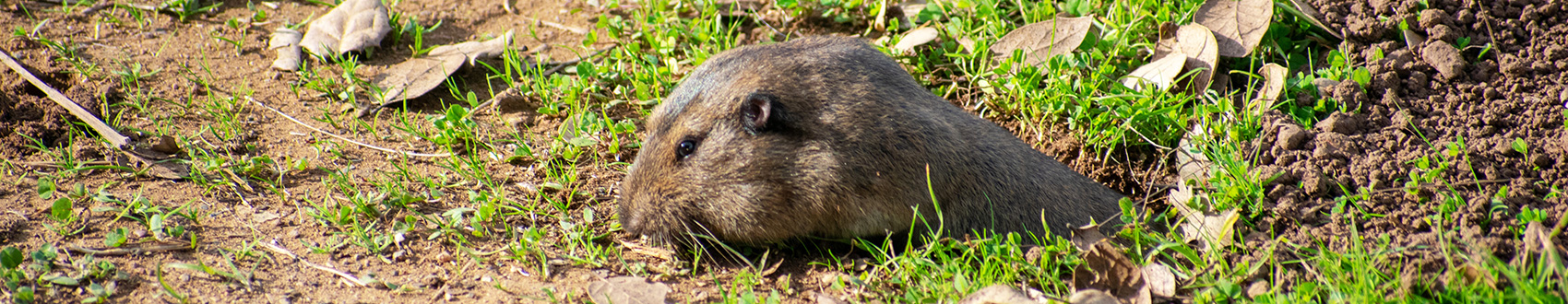 COMPLETION OF U.S. FOREST SERVICE FACT SHEET FOR THE WHITE SALMON ...