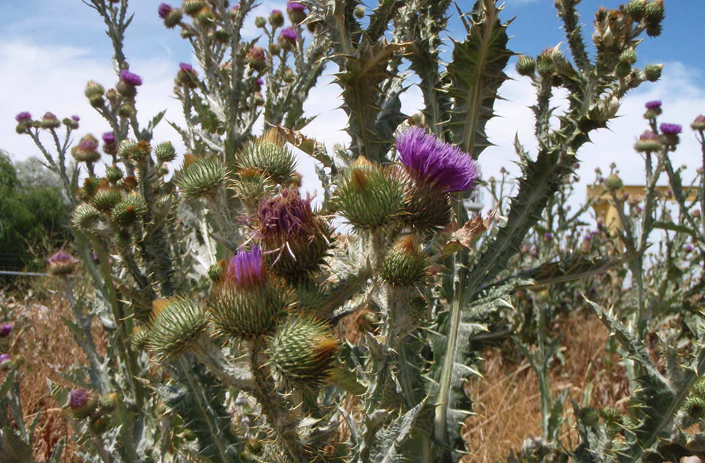 IDENTIFYING NOXIOUS WEEDS TO ERADICATE AND CONTROL SPECIES ...